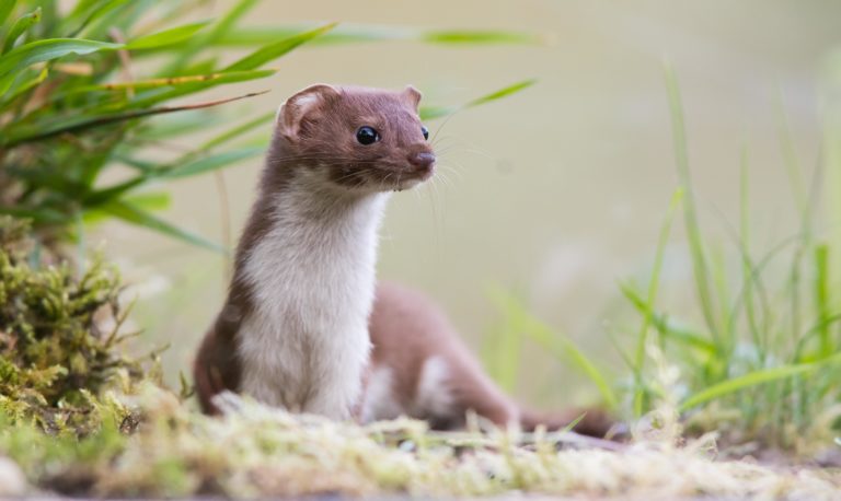 Fret of andere marterachtige? - Frettenasiel